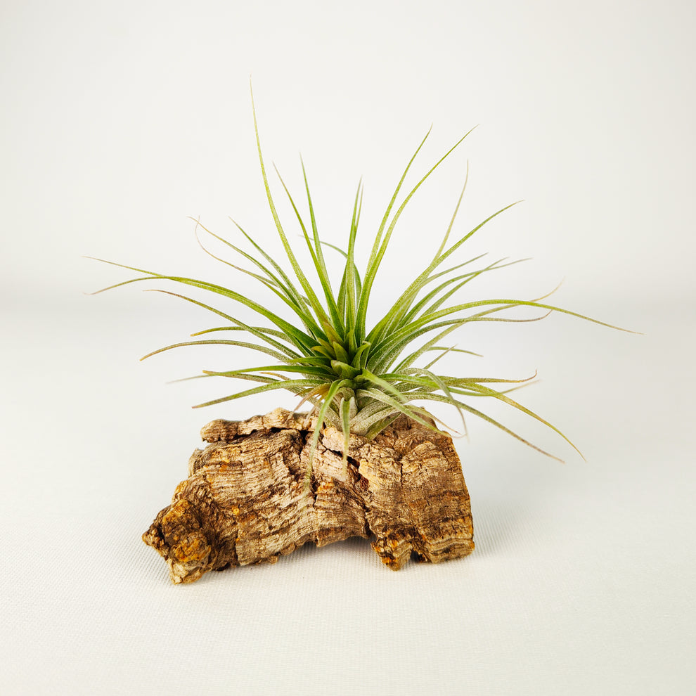 tillandsia-houston-candy-dwarf – Tillandsia Garden
