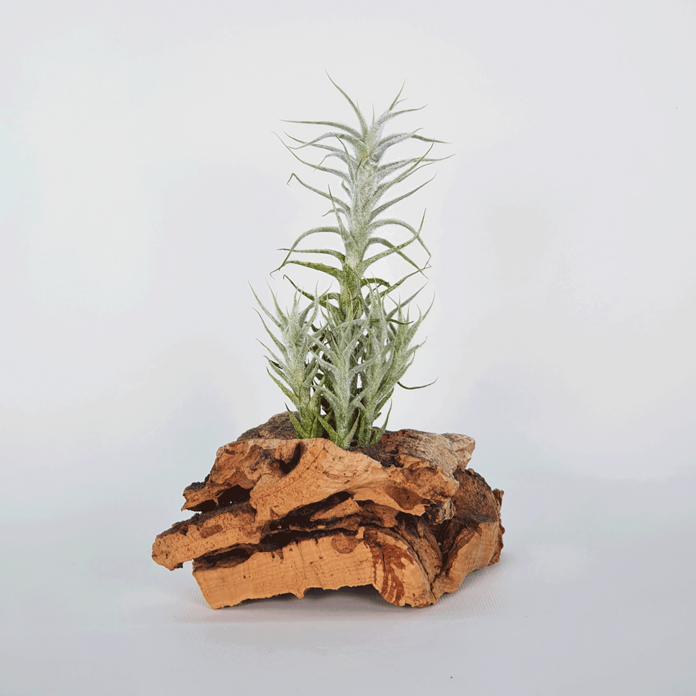 Til-stellifera-pulk – Tillandsia Garden