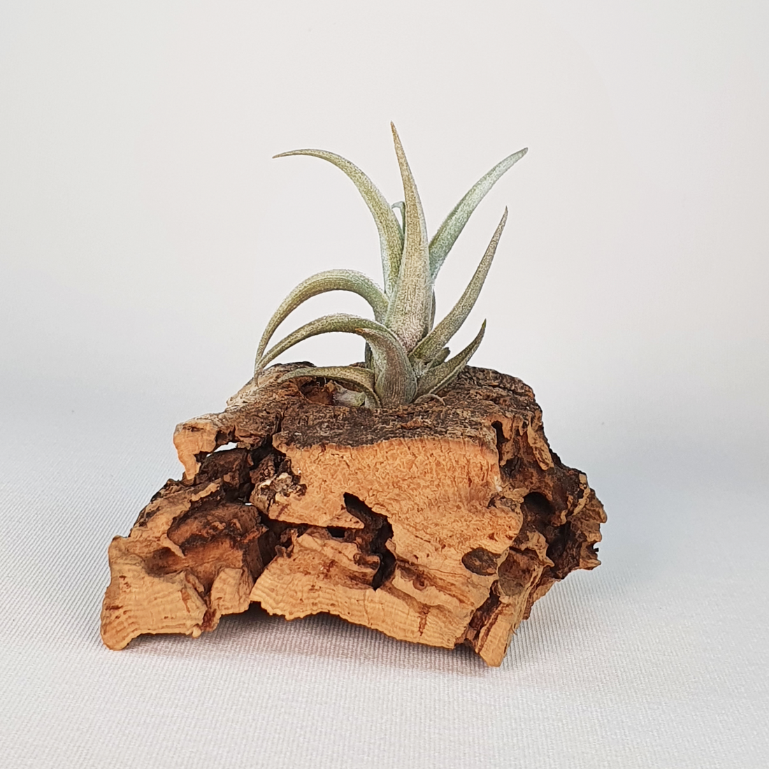 tillandsia-xiphioides-dwarf – Tillandsia Garden